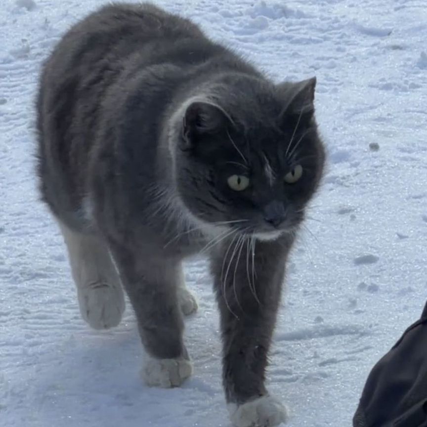 Взрослый кот в добрые руки