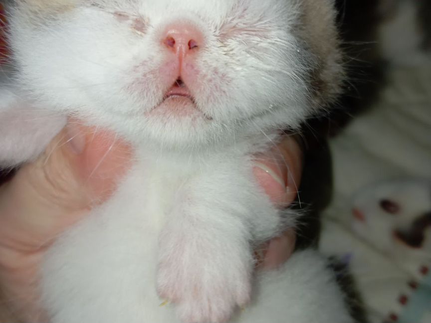 Котики- экзотики