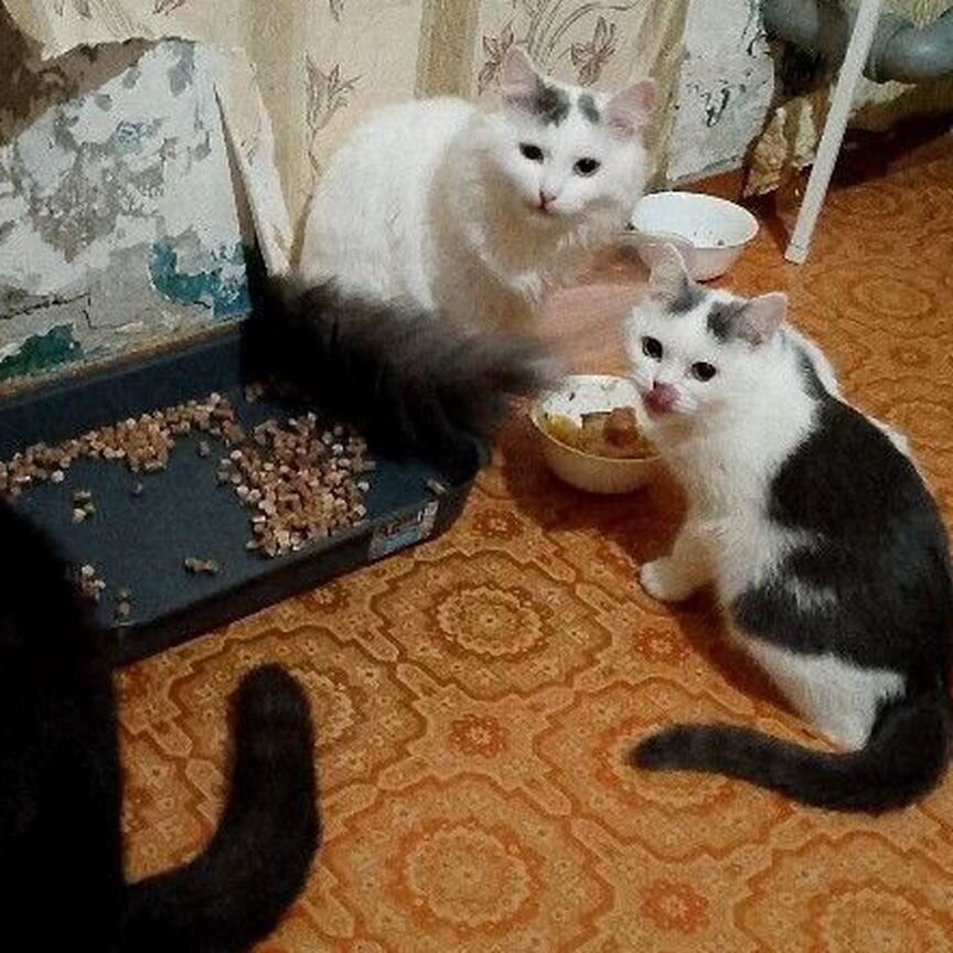 Кошки бесплатно
