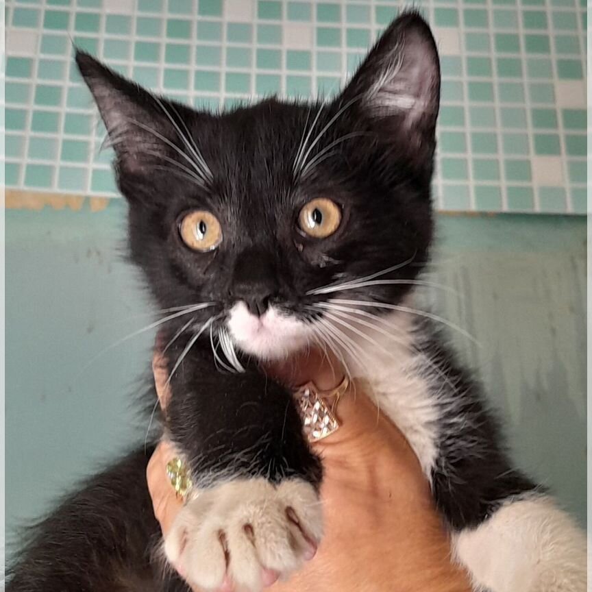 Котёнок в добрые руки