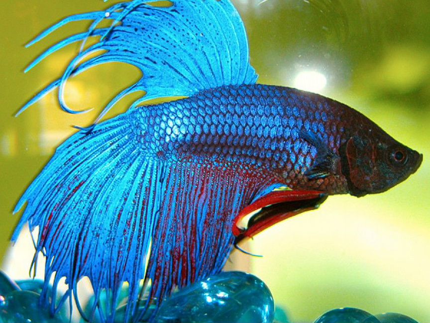 Петушок коронохвостый (молодь) / Аулофорус