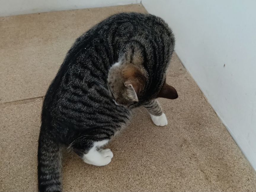 Котёнок 8 мес кот от лесного дикого кота