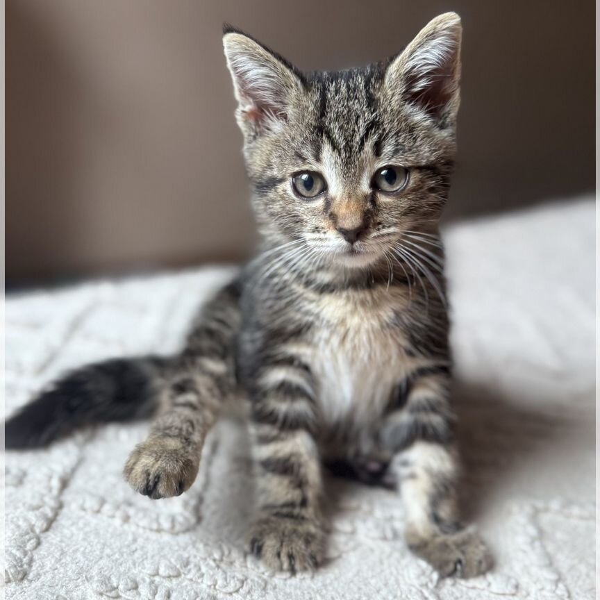 Самый красивый котенок в мире Джеки