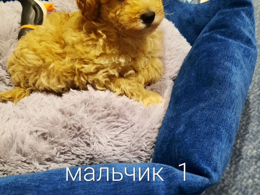 Карликовый пудель