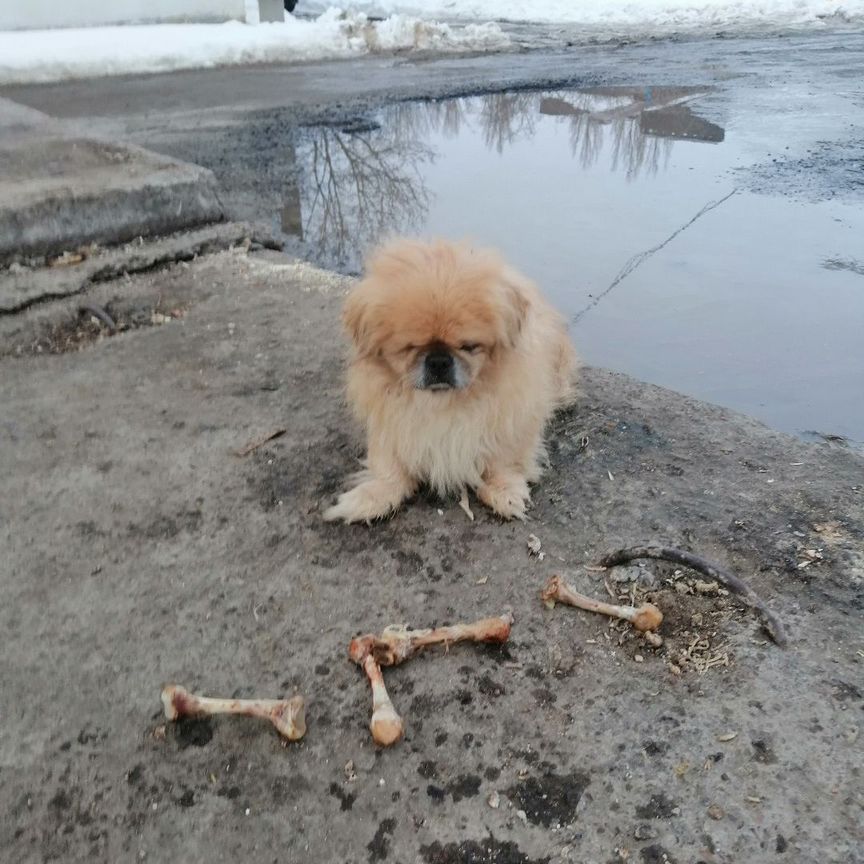 Найден пекинес