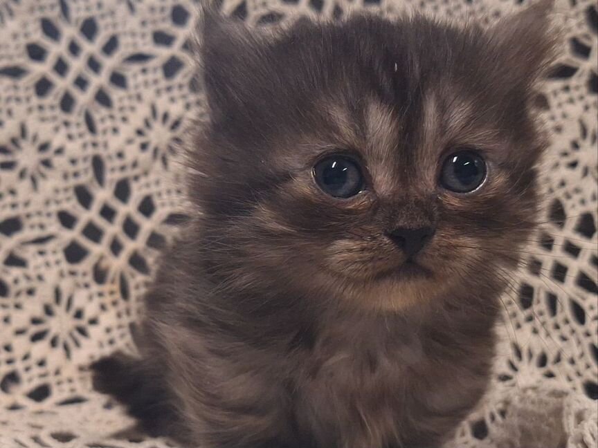 Котята манчкин