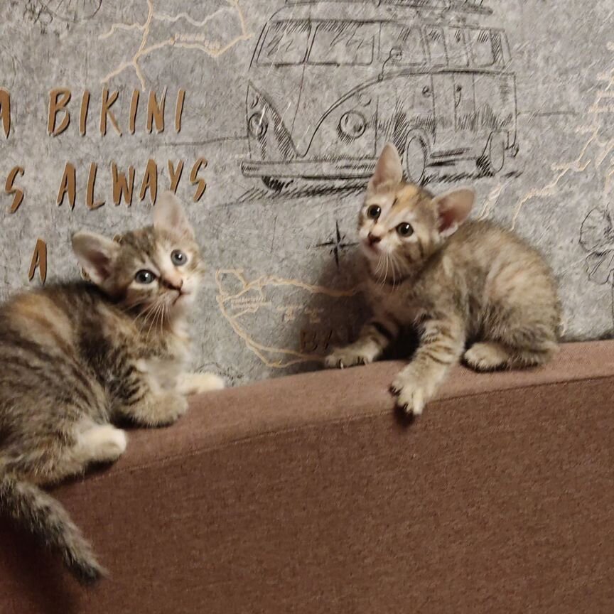 Отдам в хорошие руки, два котенка тигриного окраса