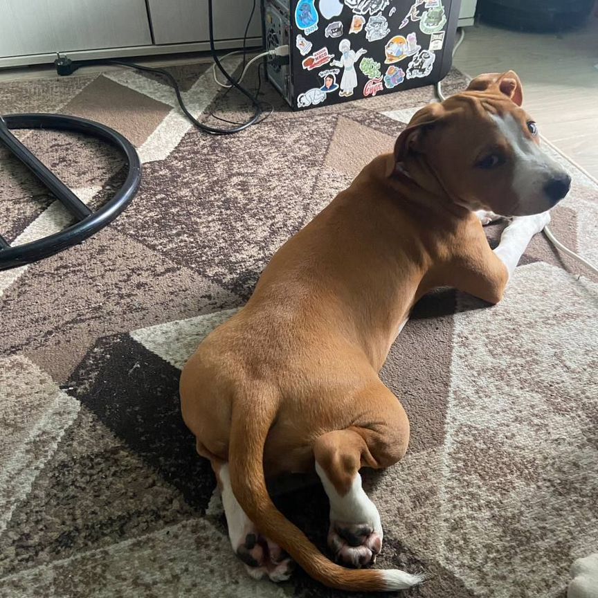 Щенок Стаффорд