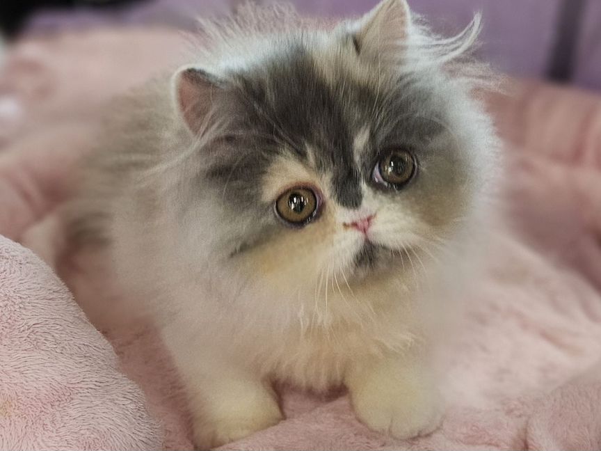 Персидская девочка