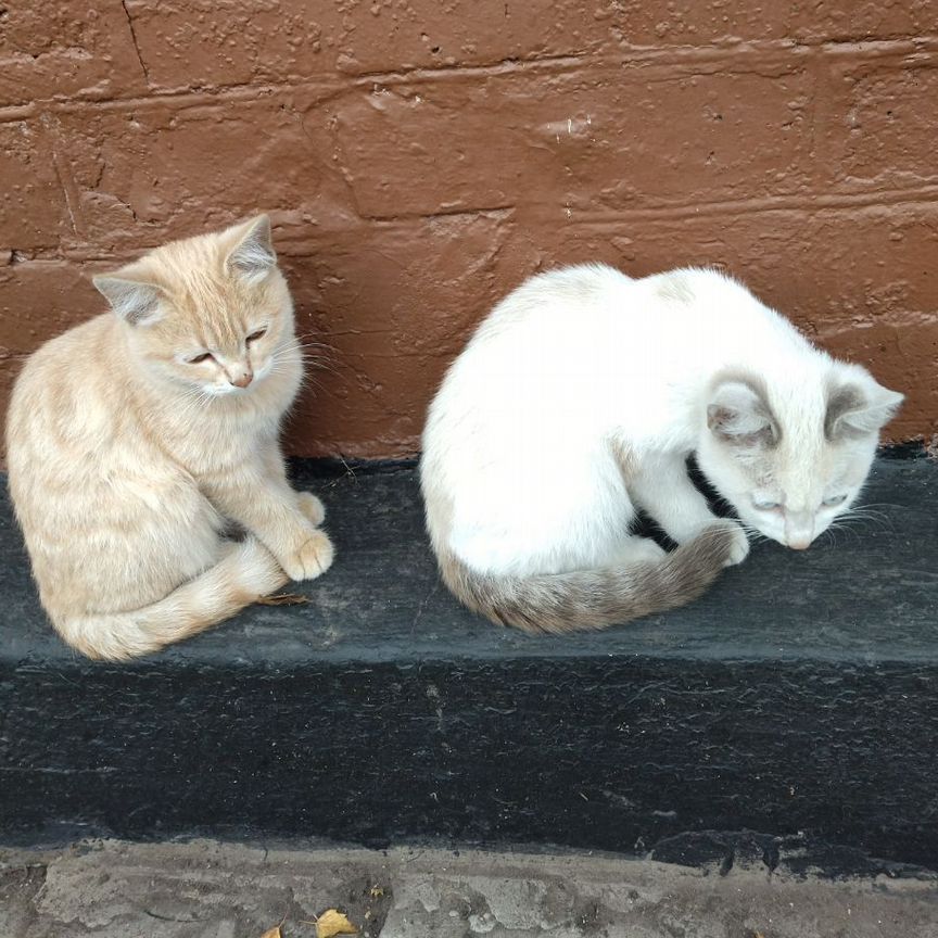 Котята в добрые руки