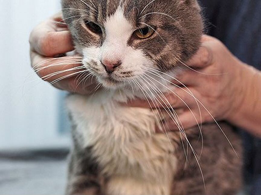 Маркиз, котик из Вашего детства в добрые руки