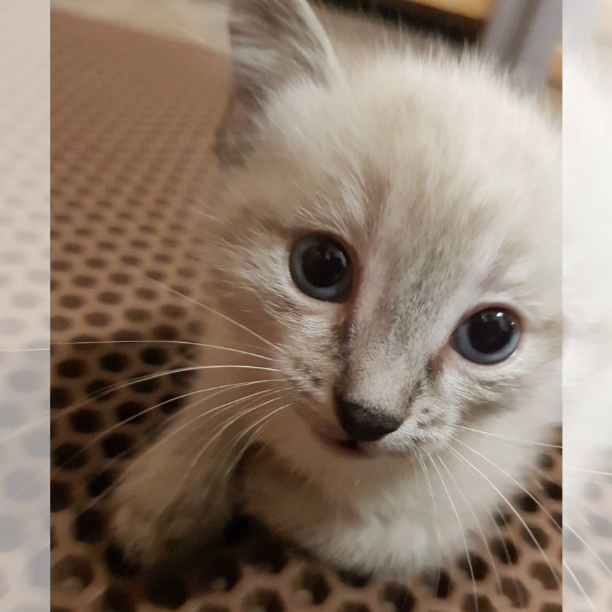 Котёнок от европейской гладкошерстной кошки