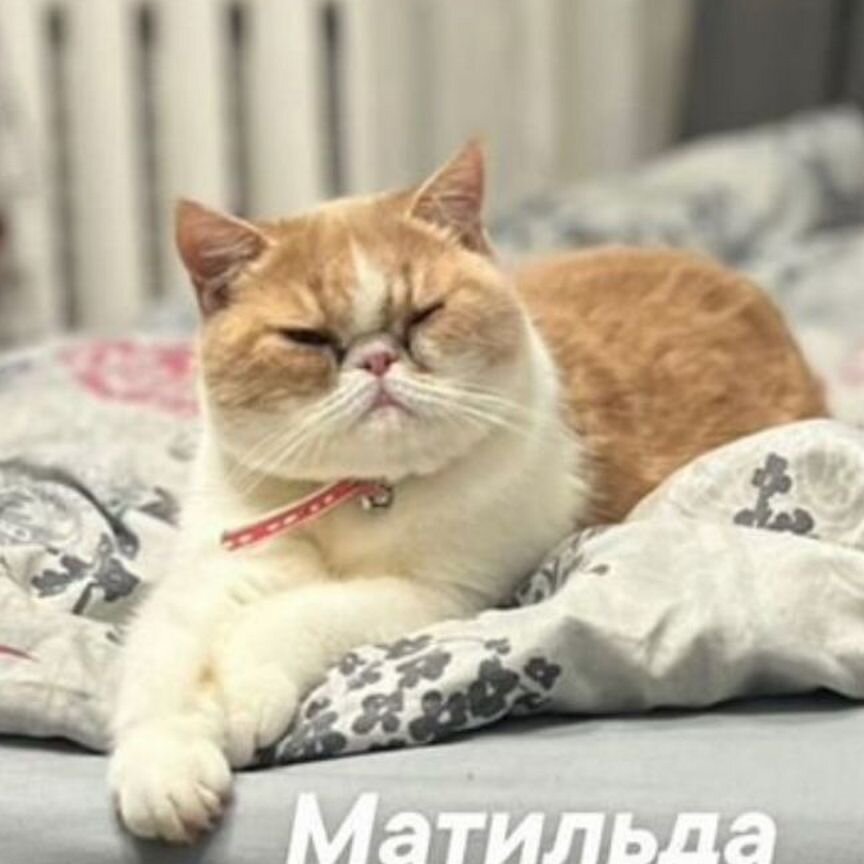 Экзотическая кошка