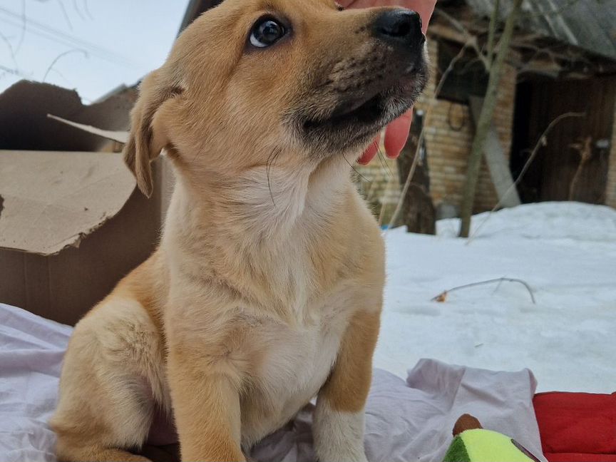 Щенок в добрые руки