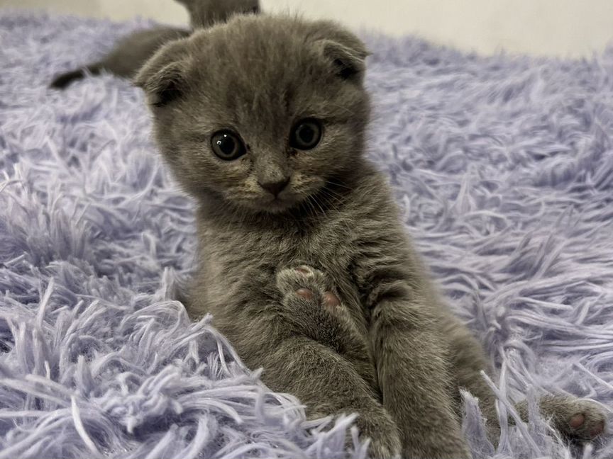 Шотландские котята