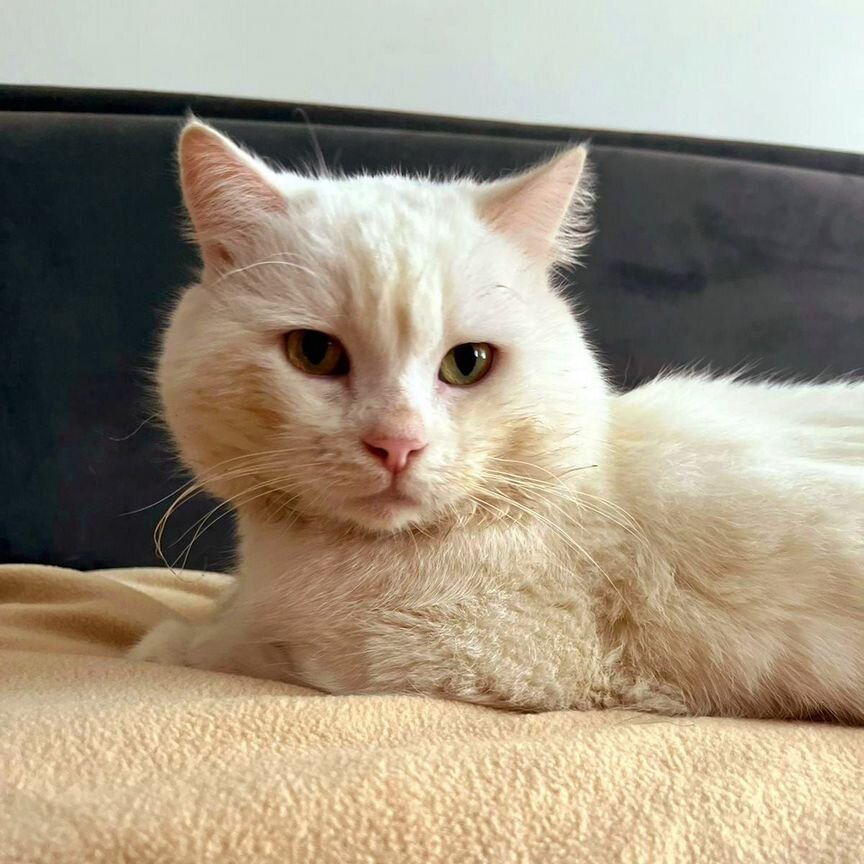 Кот пухляш ищет дом