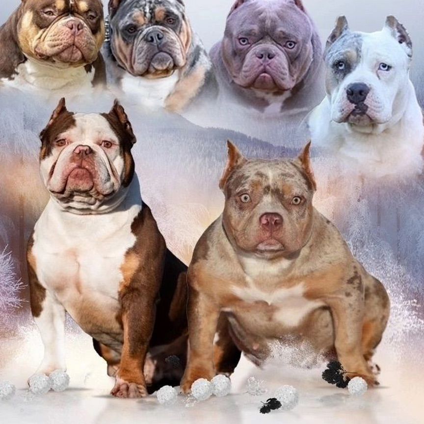 Щенки американского булли