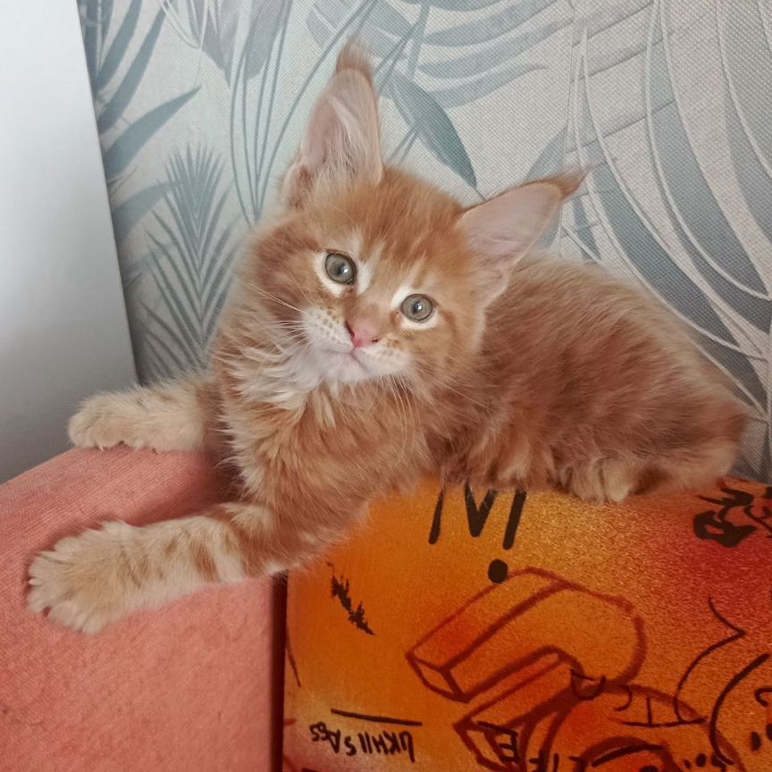 Мейн-кун котёнок