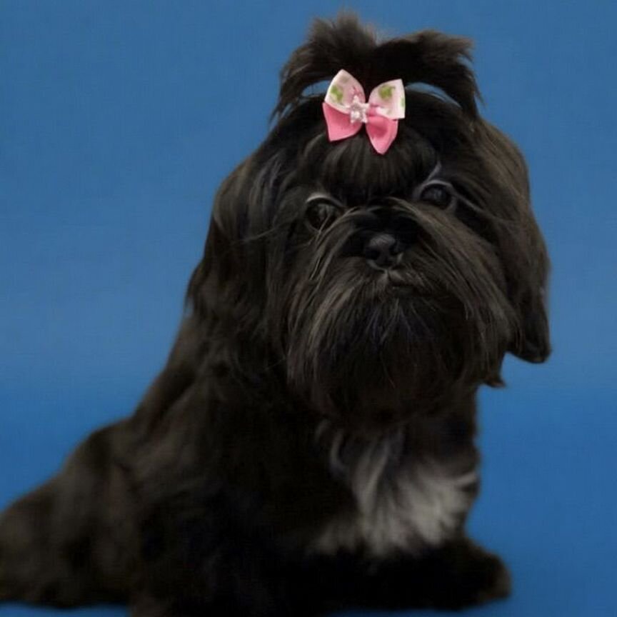 Ши-тцу, щенок