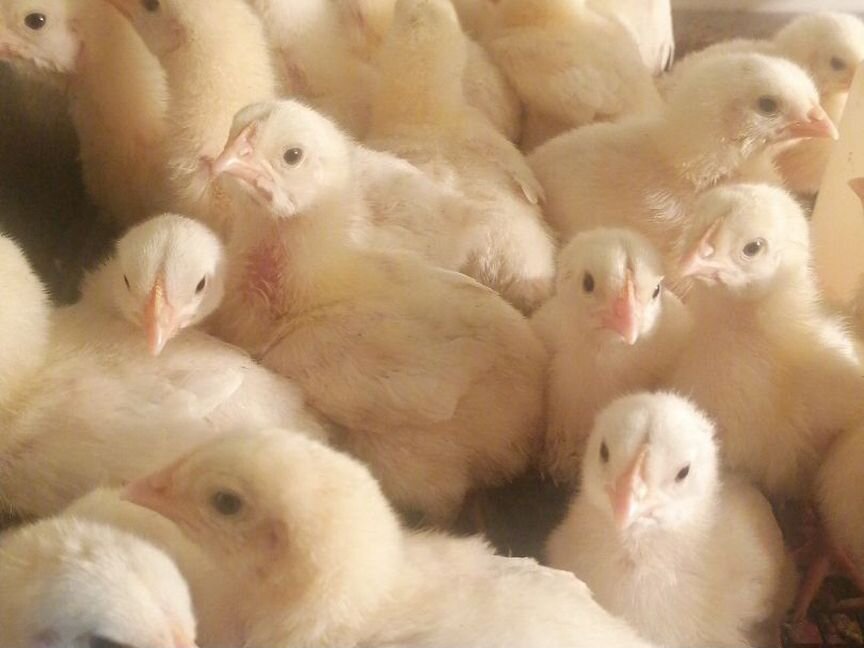 Цыплята бройлеры суточные