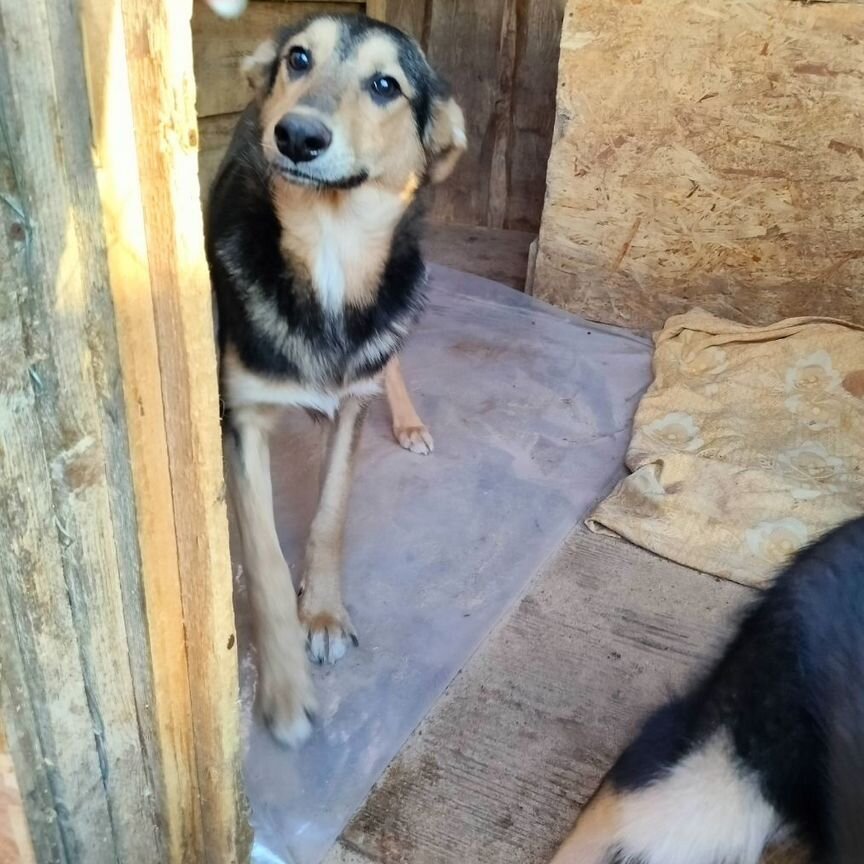 Взрослый пёс в добрые руки