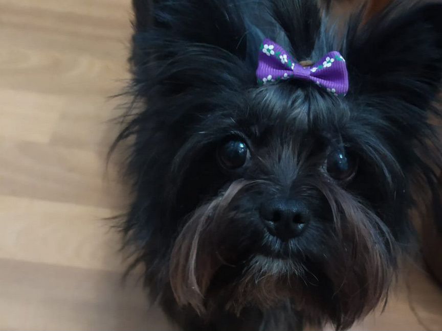 Йоркширский терьер