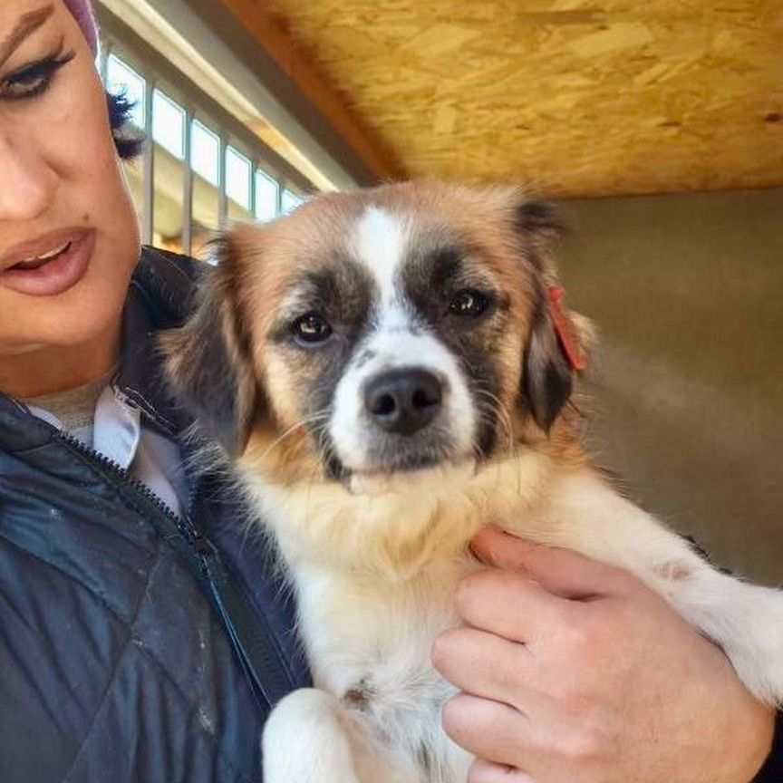 Марта 7 кг из отлова ищет семью