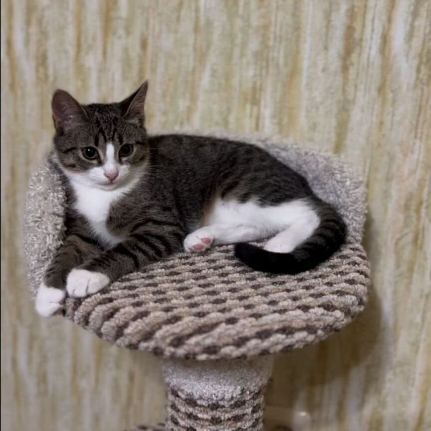 Кошечка в добрые ручки