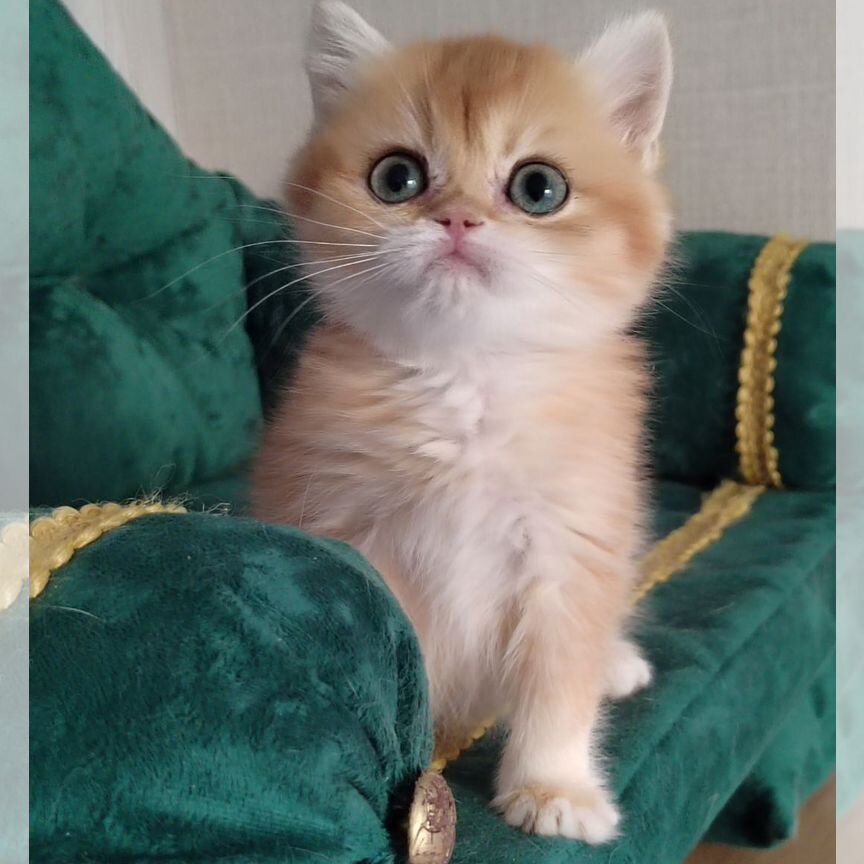 Британский короткошёрстный котёнок