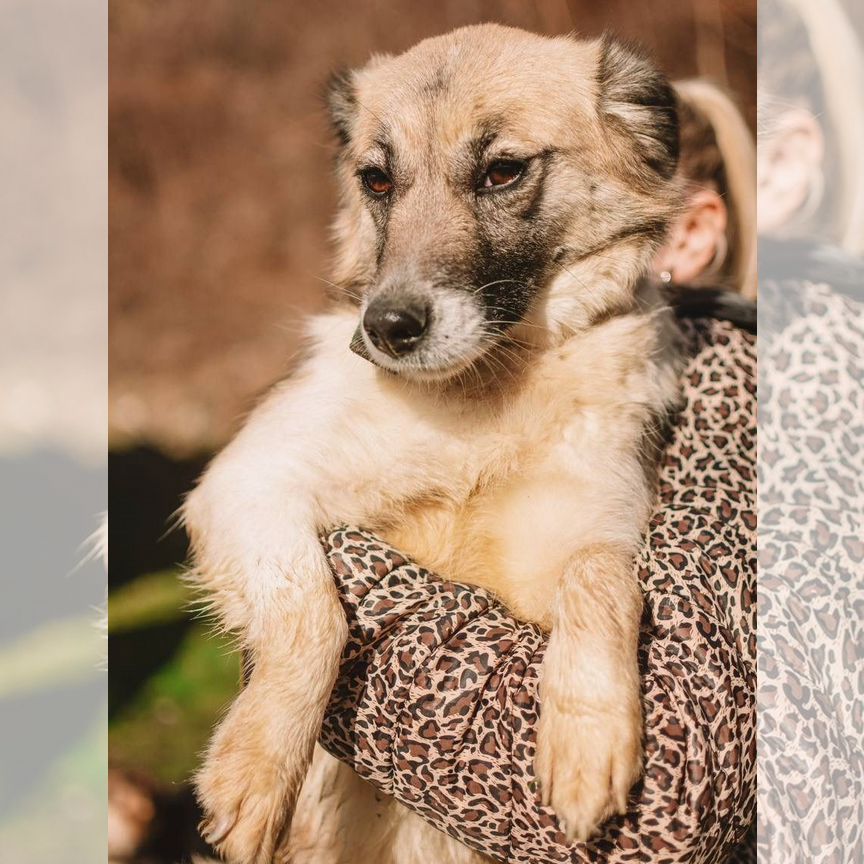 Взрослая собака в добрые руки