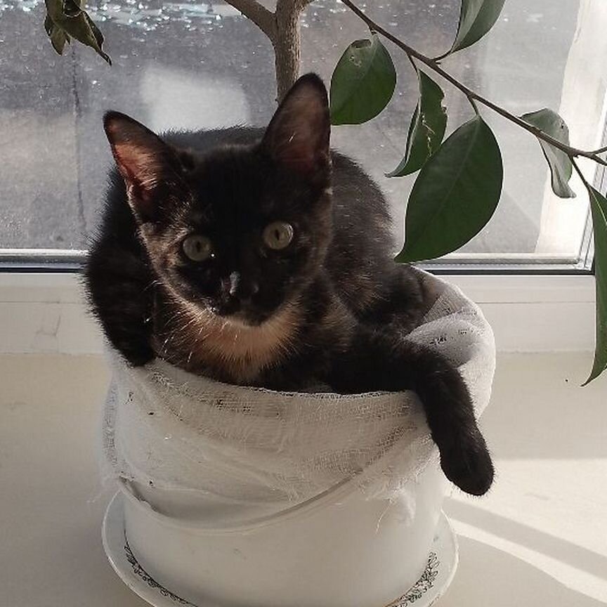 Домашние животные бесплатно