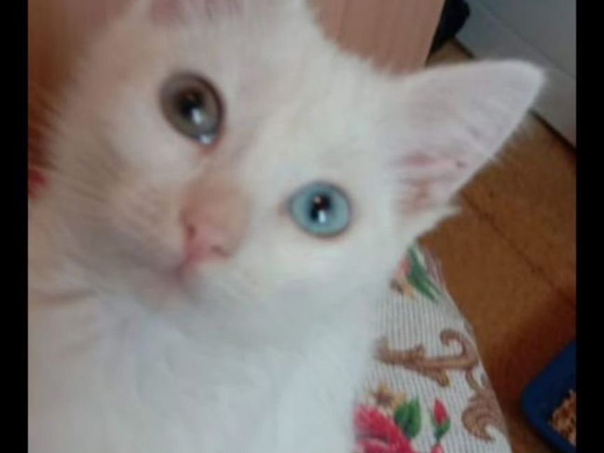 Котята в добрые руки бесплатно