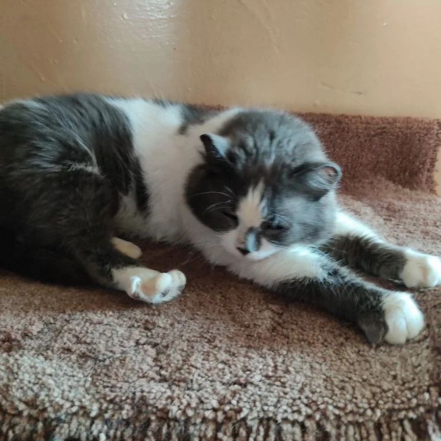 Взрослая, кошка в добрые руки