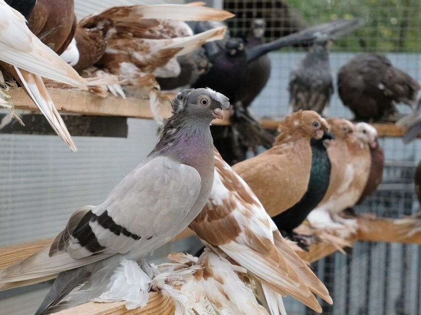 Голуби породы узбекские-бойные