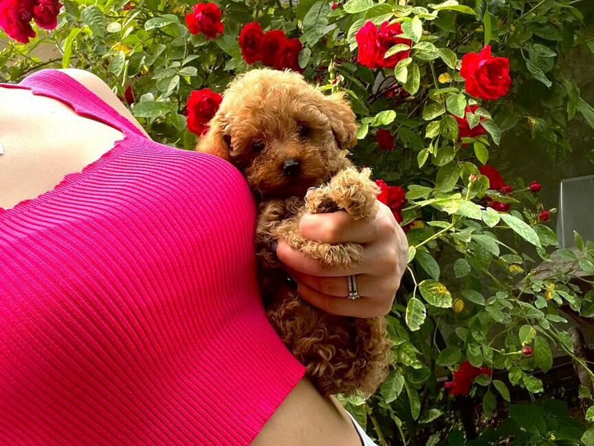 Тикап Пудель самые маленькие пуделятки