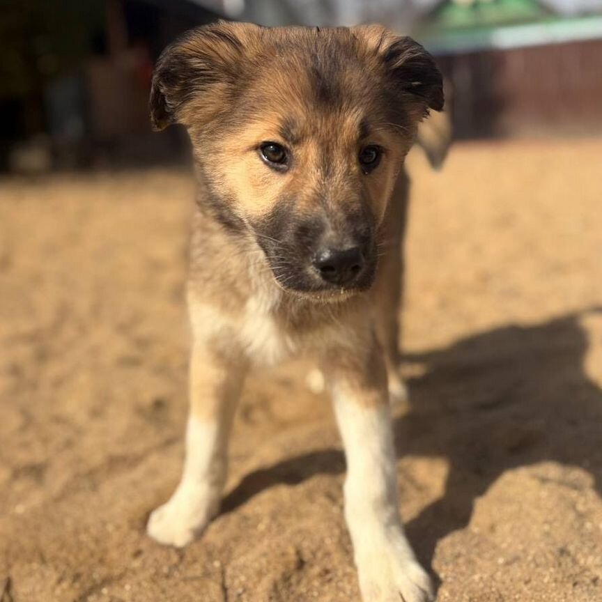 Щенок в добрые руки