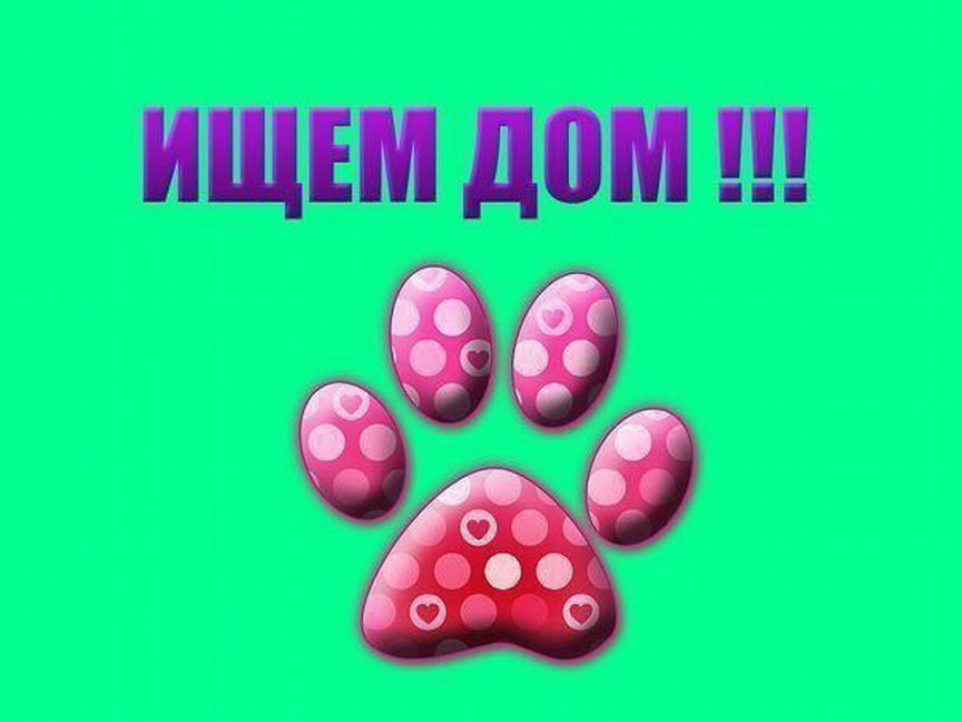 Животные на пристрой