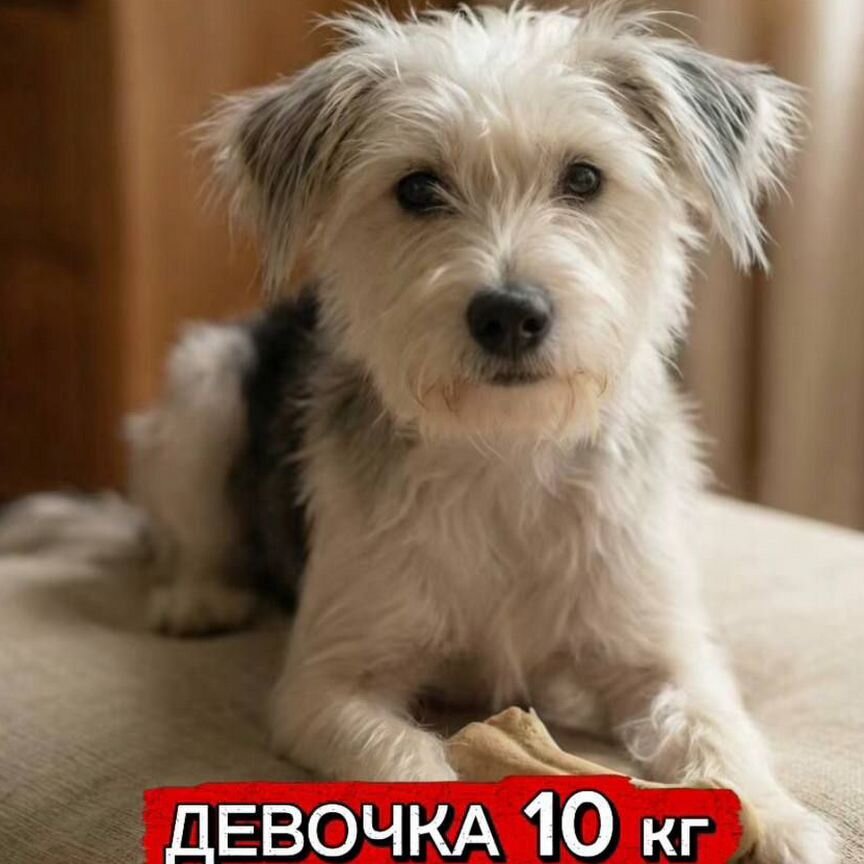 Взрослая собака в добрые руки