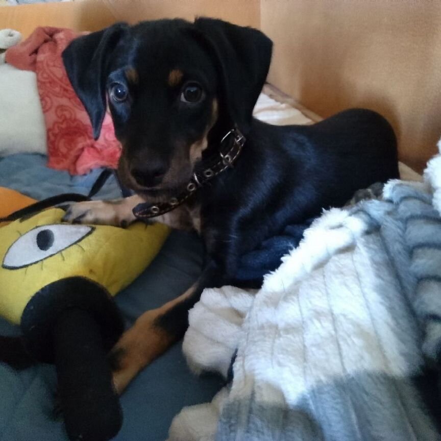 Собака в добрые руки щенок