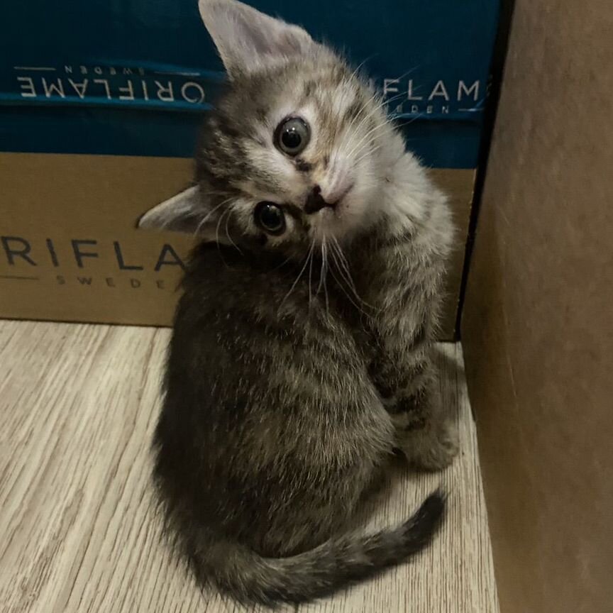 Котята в добрые руки бесплатно девочка