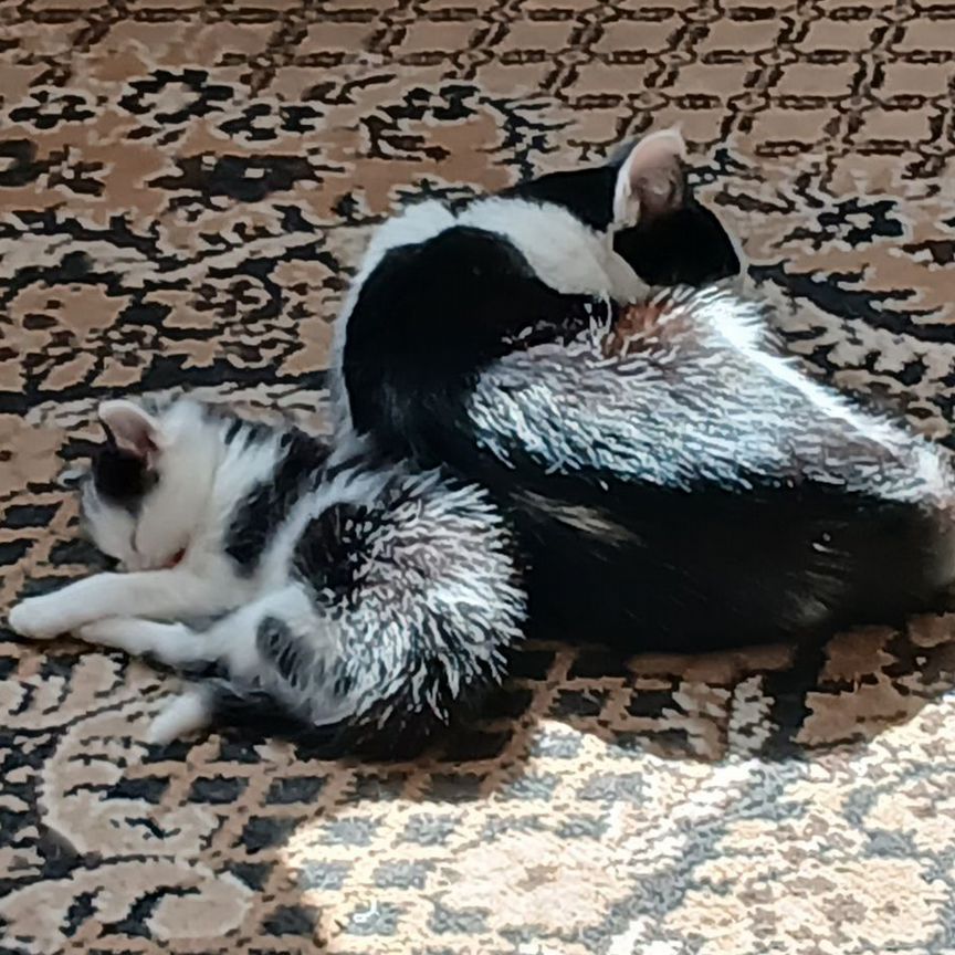 Котёнок в добрые руки