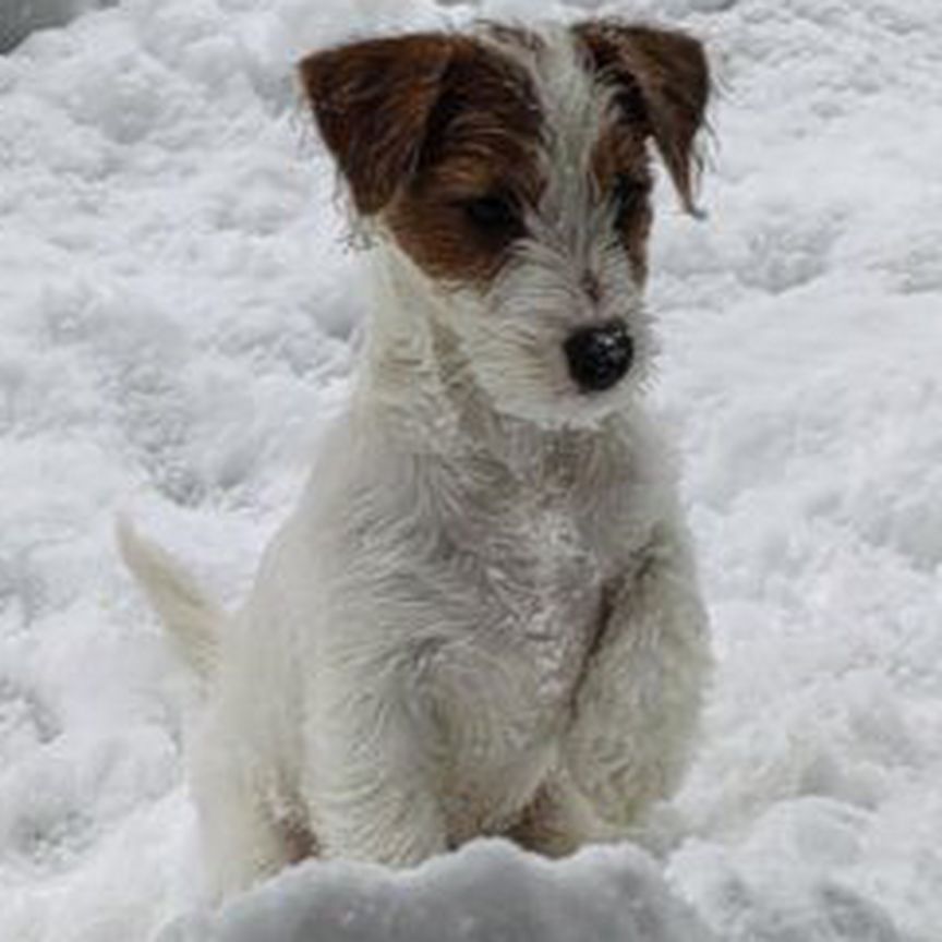 Джек рассел терьера. Шикарная девочка