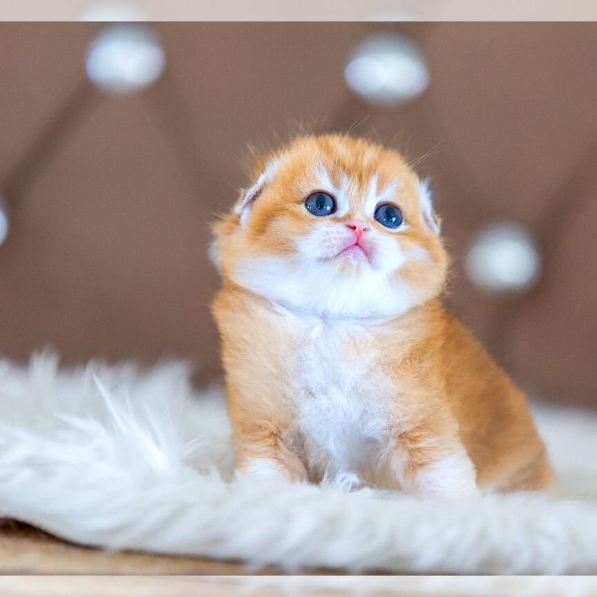 Шотландские котята