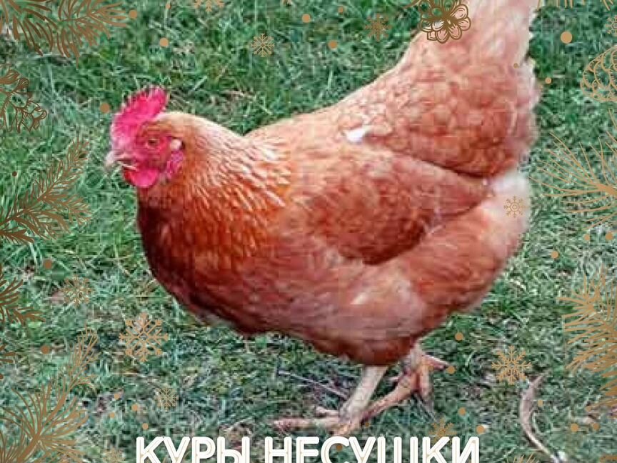 Курочки на яйцо