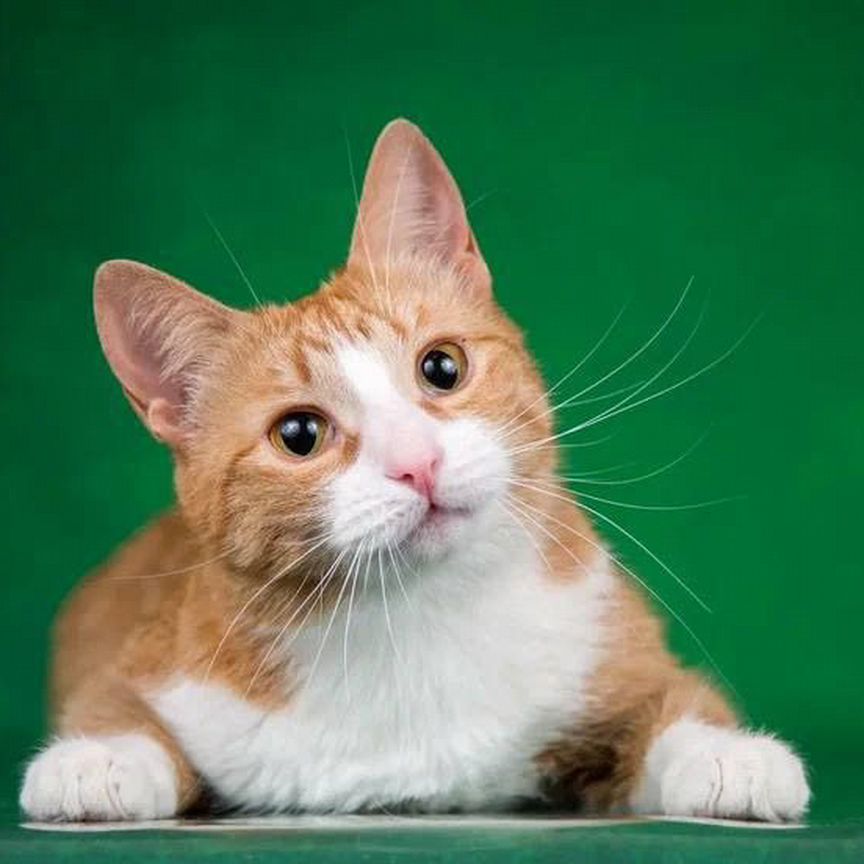 Кошка рыжая