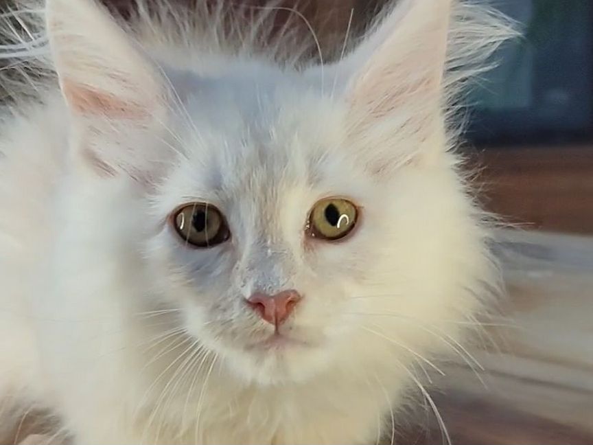 Котята мейн-кун