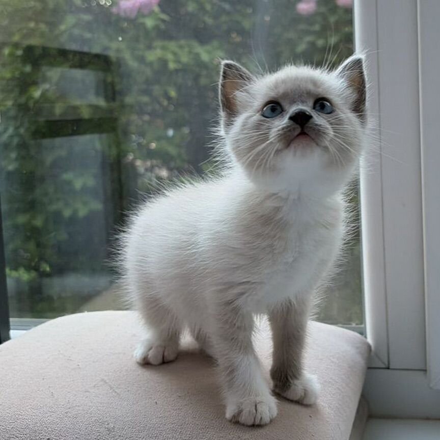 Сиамский котёнок