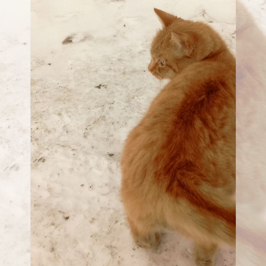 Взрослый кот в добрые руки