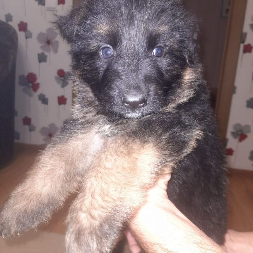 Щенки немецкой овчарки