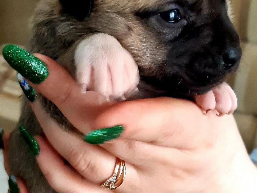 Щенки стафф полукровки